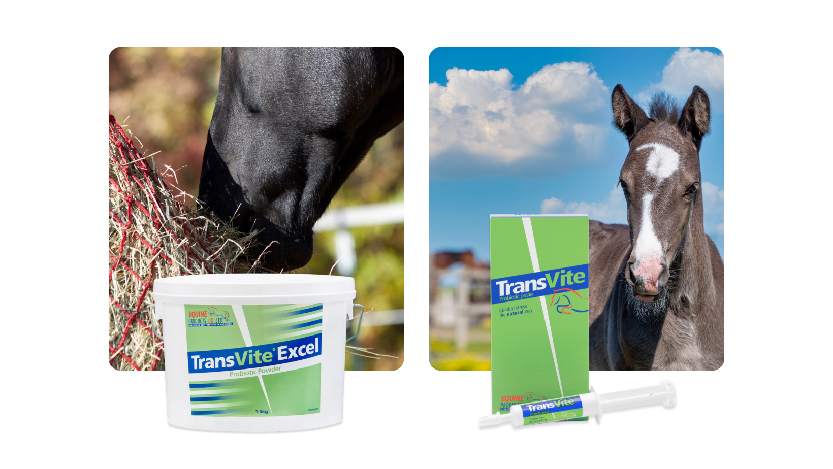 Comment les probiotiques et prébiotiques peuvent améliorer la santé de ...